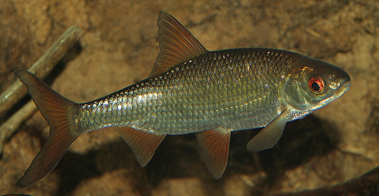 Rutilus rutilus (Linnaeus, 1758)